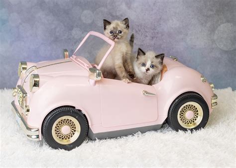 The Bitty Kitty Brigade Okay Support Team We Need You To Do Your