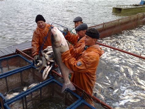 Живая рыба оптом в Ростовской области Живой карп толстолобик