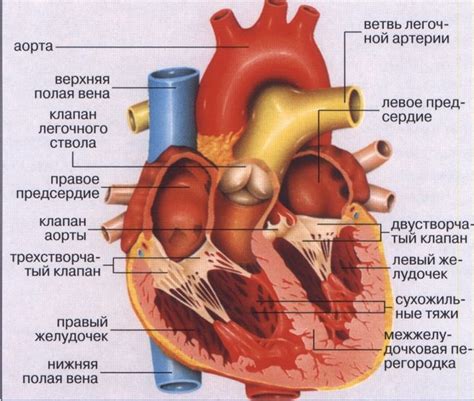 анатомия сердце Анатомия человека Учащиеся медучилища Анатомия и физиология
