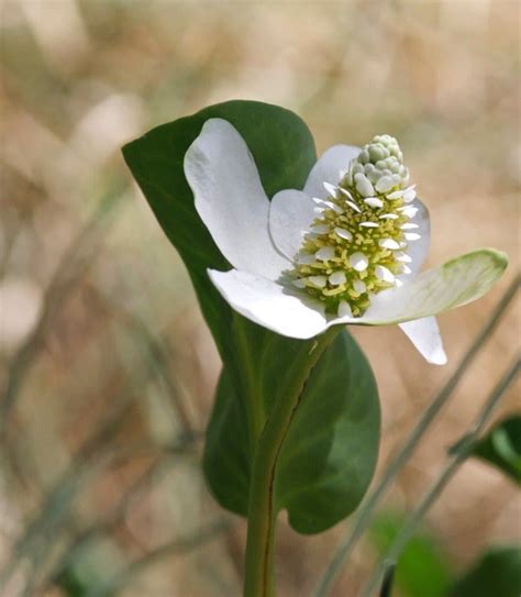 PROPIEDADES USOS Y BENEFICIOS DE LA HIERBA DEL MANSO