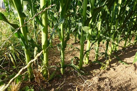 Premium Photo Corn Growing In The Backyard Cultivation Of Corn In
