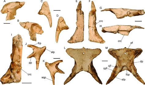 Cranial Bones Of The Almost Complete Skeleton Of Varanus Marathonensis
