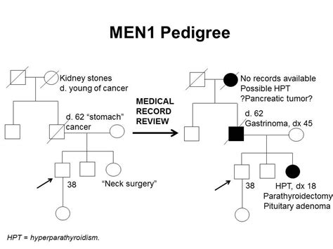Genetics Of Endocrine And Neuroendocrine Neoplasias Pdq®health Professional Version