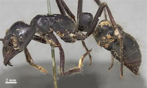 Dinoponera Gigantea Antscout