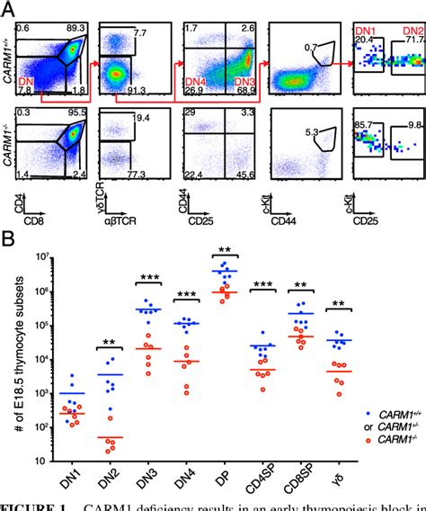 Figure 1 From Coactivator Associated Arginine Methyltransferase 1