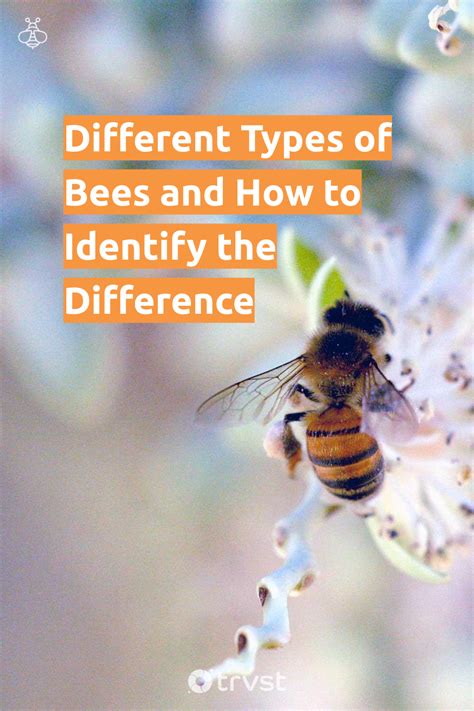 Different Types Of Bees And How To Identify The Difference
