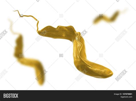 Trypanosoma Brucei Image And Photo Free Trial Bigstock