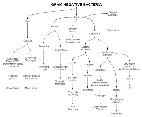 Gram Positive Vs Gram Negative Chart Gram Staining And Differences