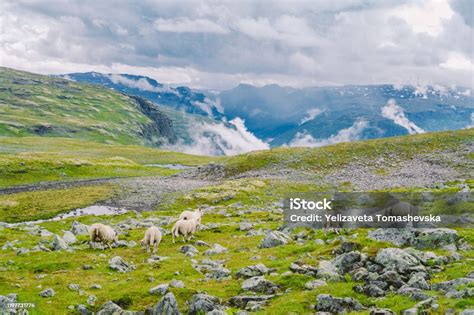 길을 따라 걷는 양 노르웨이 풍경입니다 노르웨이의 도로에 양이 많이 있습니다 스칸디나비아의 산악 도로에서 리 리 범위 양 양 농업 양이 있는 산악 도로 가축에 대한 스톡