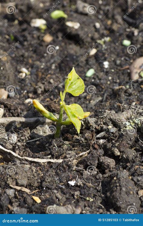 Runner Bean Seedlings Stock Image Image Of Spring Allotment 51285103