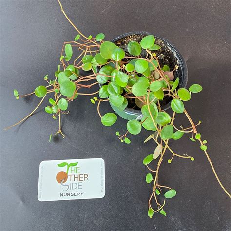 Peperomia X Ruby Cascade [4] Theothersidenursery