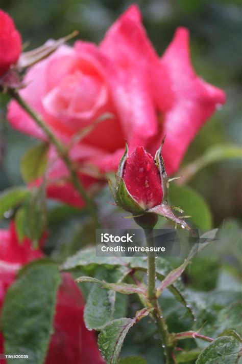 비이 슬에 꽃 정원에서 성장 물방울과 꽃 붉은 장미의 이미지 향기로운 빨간 장미 꽃 봉 오리 흐린 정원 배경 꽃 장식 발렌타인 데이 꽃꽂이 웨딩 부케에 대 한 장미의 낭만적