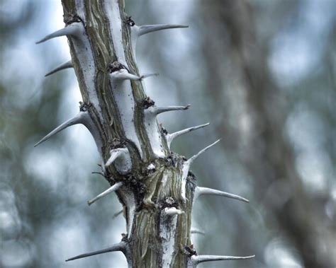 Premium Photo Close Up Of Tree Trunk