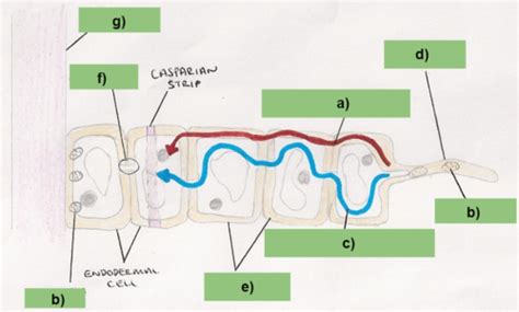 Transpiration And Translocation Flashcards Quizlet