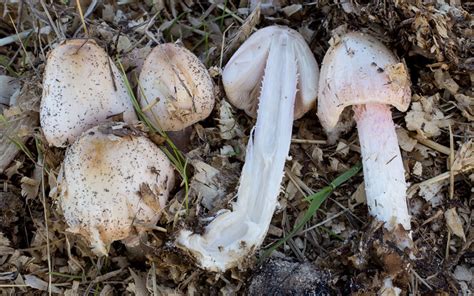 HONGOS DE AMERICA Y OTROS CONTINENTES FAMILIA Bolbiticeae GENERO