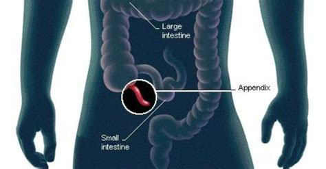 Scientists Finally Discover The Function Of The Human Appendix