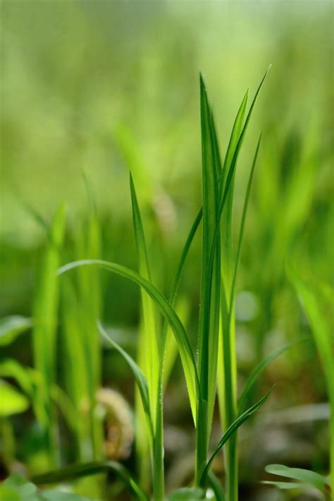 Unsure How To Calculate Dry Matter Yields In A Paddock Here S Two Simple Ways Agriland Ie