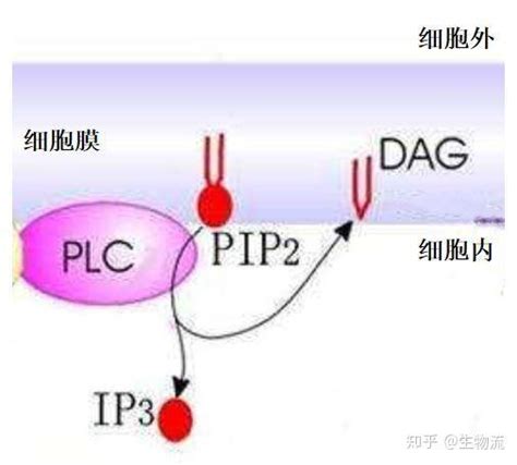 细胞膜最简单的磷脂双分子层行为复杂到超出你的想象一 知乎