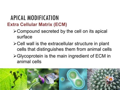 Lesson4 Cell Modifications Pptx