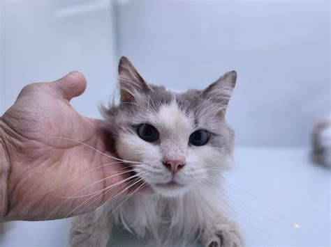 렉돌 꾸기 샴입양 셀커크렉스입양 스코티쉬폴드입양 스핑크스입양 아메리칸숏헤어입양 아비시니안입양 터키시앙고라입양 페르시안입양 애완견입양 반려견입양 털빠짐없는소형견종류