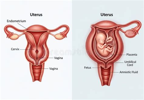 Illustration Showing Two Anatomical Diagrams Of Stock Illustration