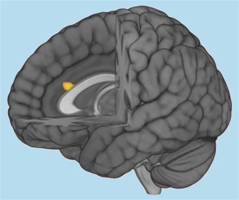 Group Differences In Anterior Cingulate Cortex Activation