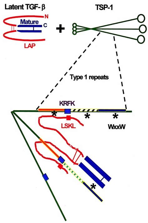 Model Of Tsp Latent Tgf B Interactions Involved In Activation The Download Scientific Diagram