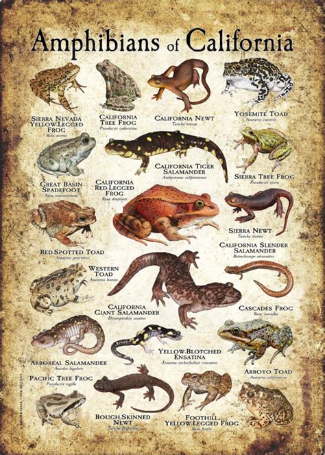 Amphibians Of California Poster Print