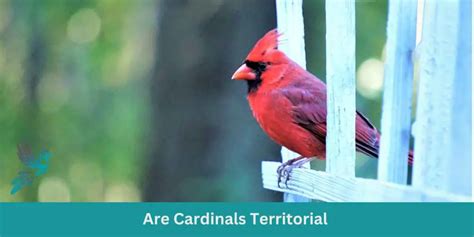 What Do Cardinals Eat Guide To Cardinals Diet Ask About Birds