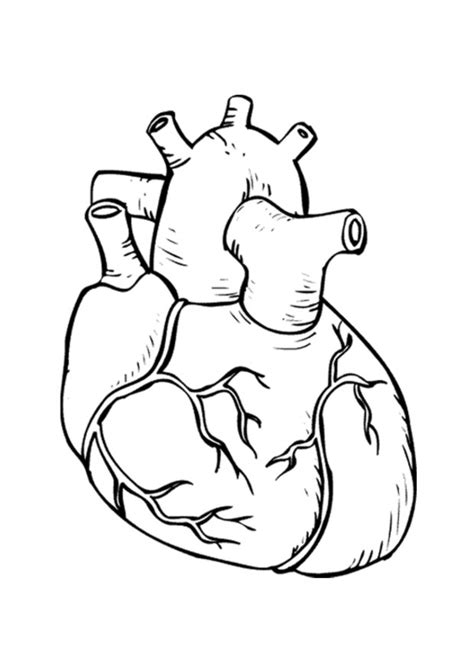 Dibujo De Corazón Para Colorear Img 9486
