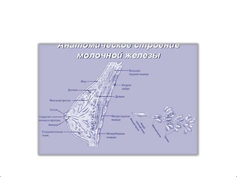 Будова та розвиток чоловічих і жіночих статевих органів презентация онлайн