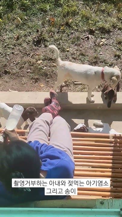 촬영거부하는 아내와 젖먹는 아기염소들 Youtube