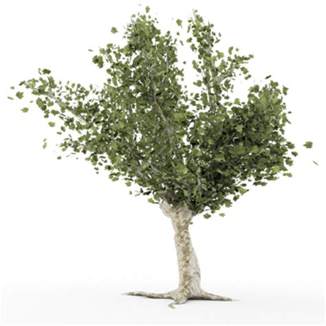 Bim Objects Free Download Plane Tree Tree Bimobject