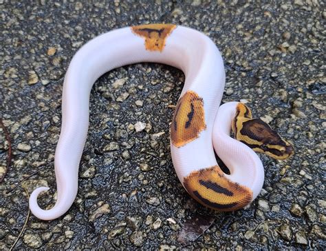 Piebald Ball Python By Abreptiles Morphmarket