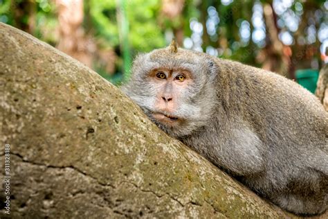 Balinese Long Tailed Monkey Macaca Fascicularis On Monkey Forest