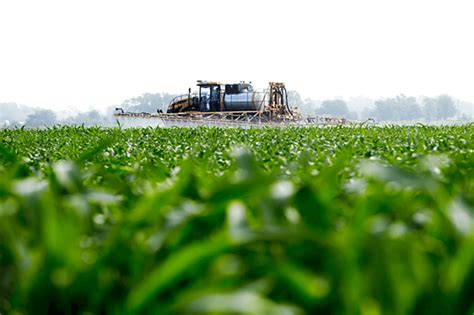 Gm Insect Resistant Herbicide Tolerant Corn Poses No Health Risk Eu Food Safety Officials Say