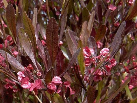 Purple Hop Bush Plants For Spaces