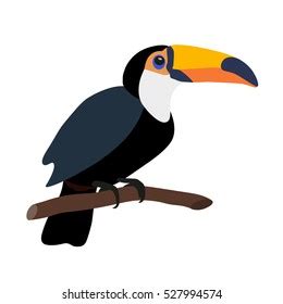 Toucan isolé sur fond blanc Illustration image vectorielle de stock