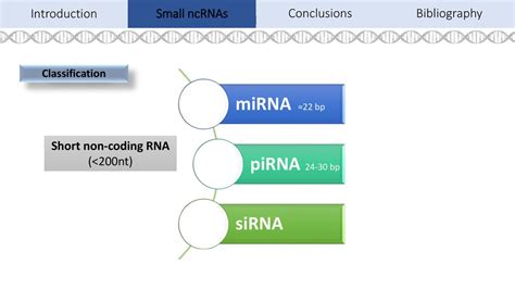 Regulation Of Small Rnas Ppt Download