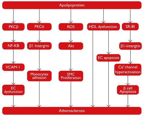 Apolipoprotein C Iii Archives Randox Laboratories