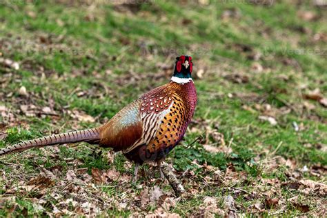 Colorful Male Pheasant Bird In Natural Habitat Standing On Grass