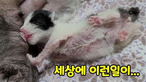 죽어가는 새끼고양이를 본 어미개에 놀라운 행동 Ft 냥줍 Youtube