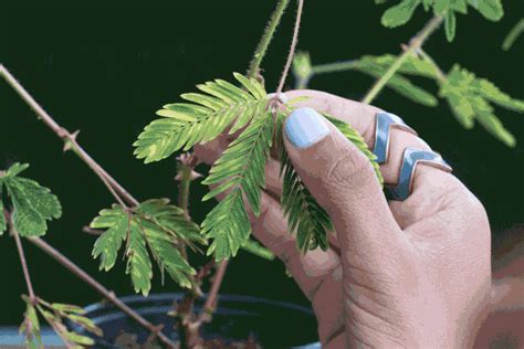 教你如何调戏一棵植物 搜狐