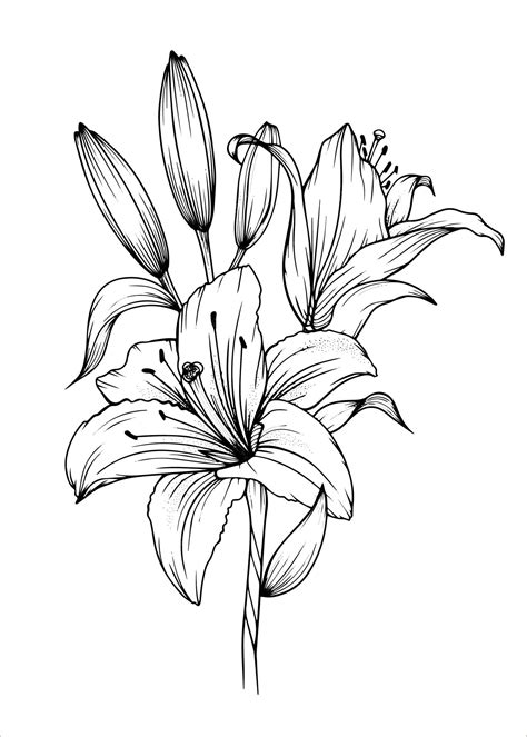 Buquês De Lírio Desenhados à Mão Flores De Lírio Vetor Premium