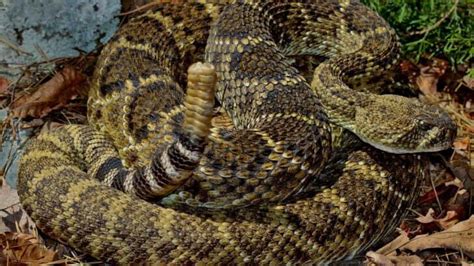 The Largest Rattlesnake Den Ever Found In Texas Newsbreak