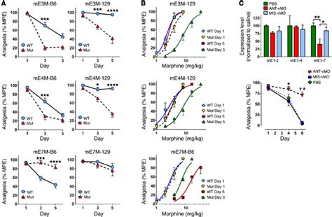 Effect Of The C Terminal Truncation On Morphine Tolerance A Morphine