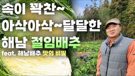 해남 배추는 왜 유명할까 해남 절임배추 맛의 비 밀 대 공 개🥬 Youtube