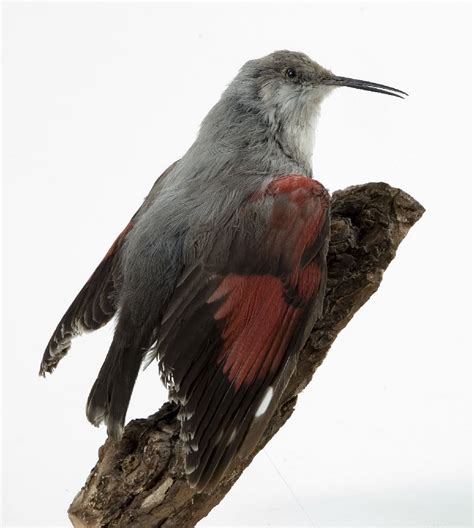Tichodroma Muraria Linnaeus 1758 Hn9981352