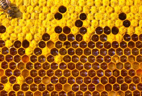 蜂窝 蜂蜜 beekeeper 拿着 动物手 边框 美 水平画幅 忙碌 努力摄影素材 汇图网www huitu