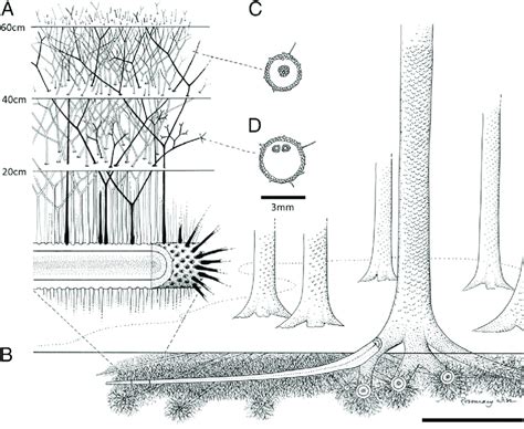 Anatomy Of The Submerged Part Of A Mature Arborescent Lycopsid A